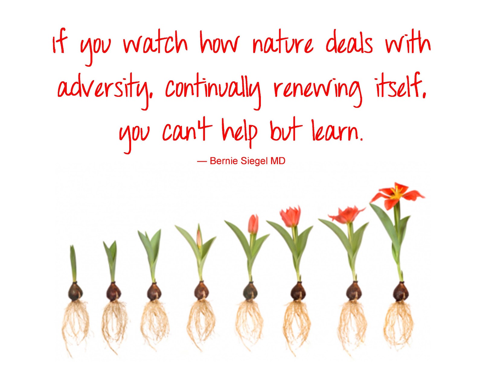 The Stretch Gazette – The Twisted Monkey